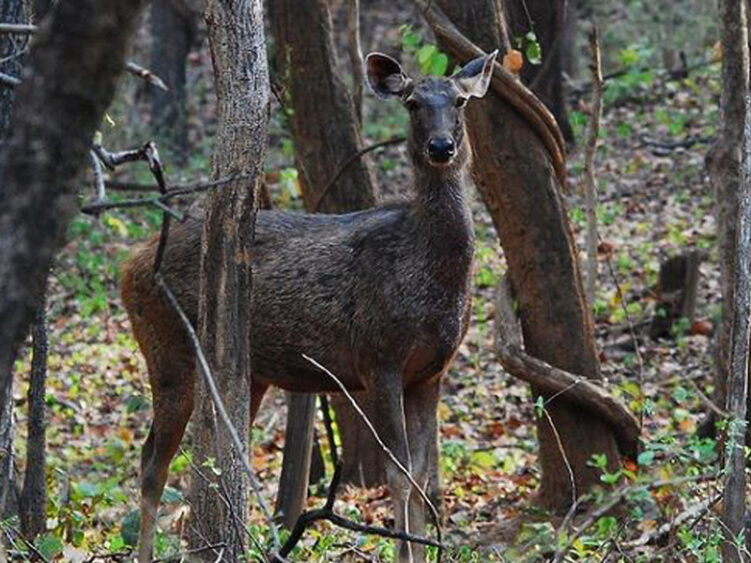 Famous Reserves and Parks in Odisha - Awards® - The #1 Official Awards ...